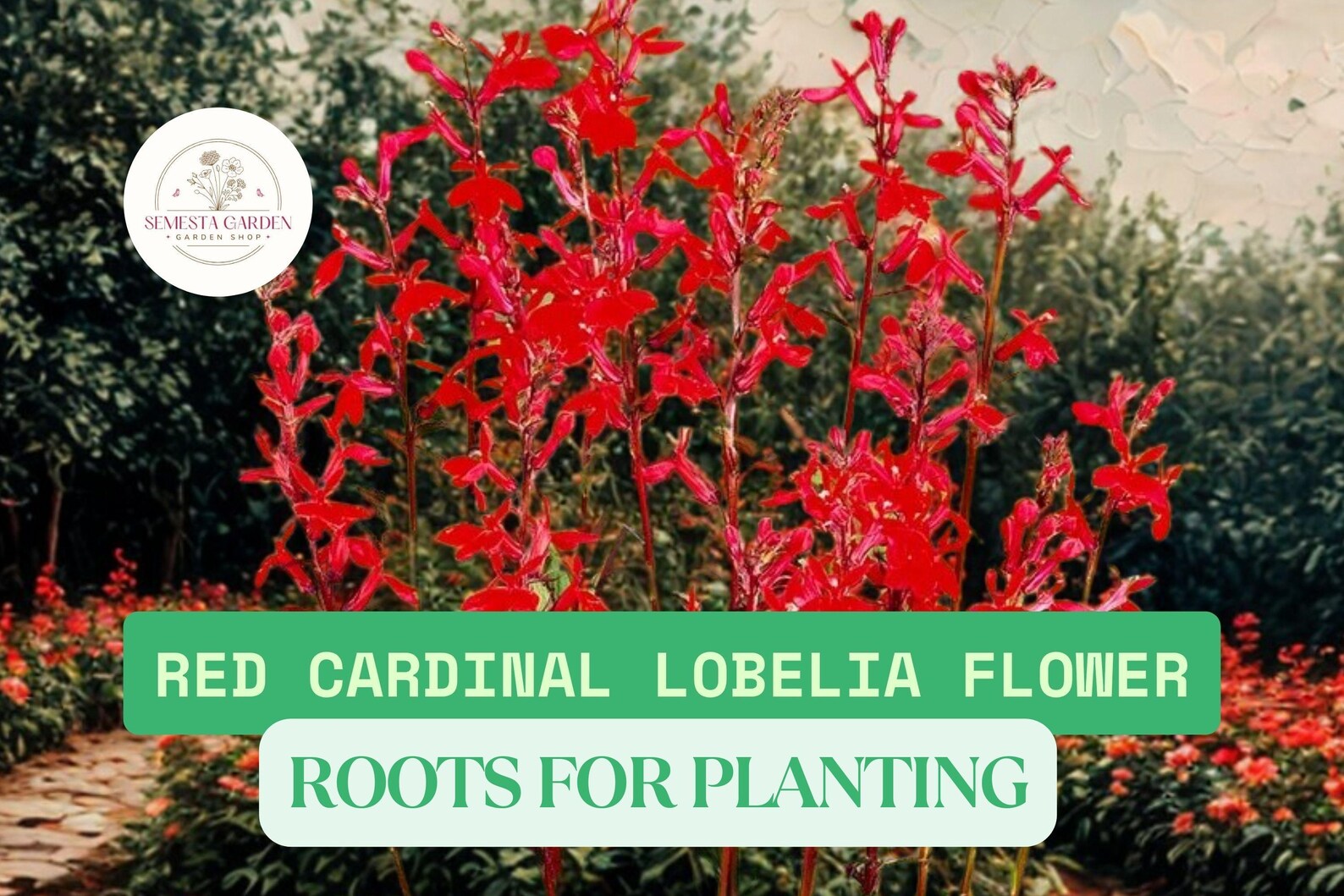 Red Cardinal Flower Roots – 5 Lobelia Cardinalis Bare Roots for ...
