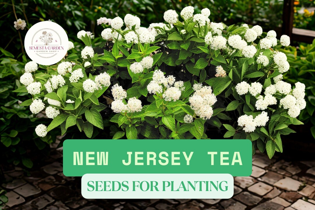 50 New Jersey Tea Seeds – Ceanothus Americanus – Flowering Shrub Seeds ...