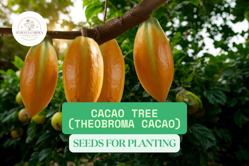 4 Cacao Tree Seeds – Theobroma Cacao – Wet Cocoa Seeds for Planting ...