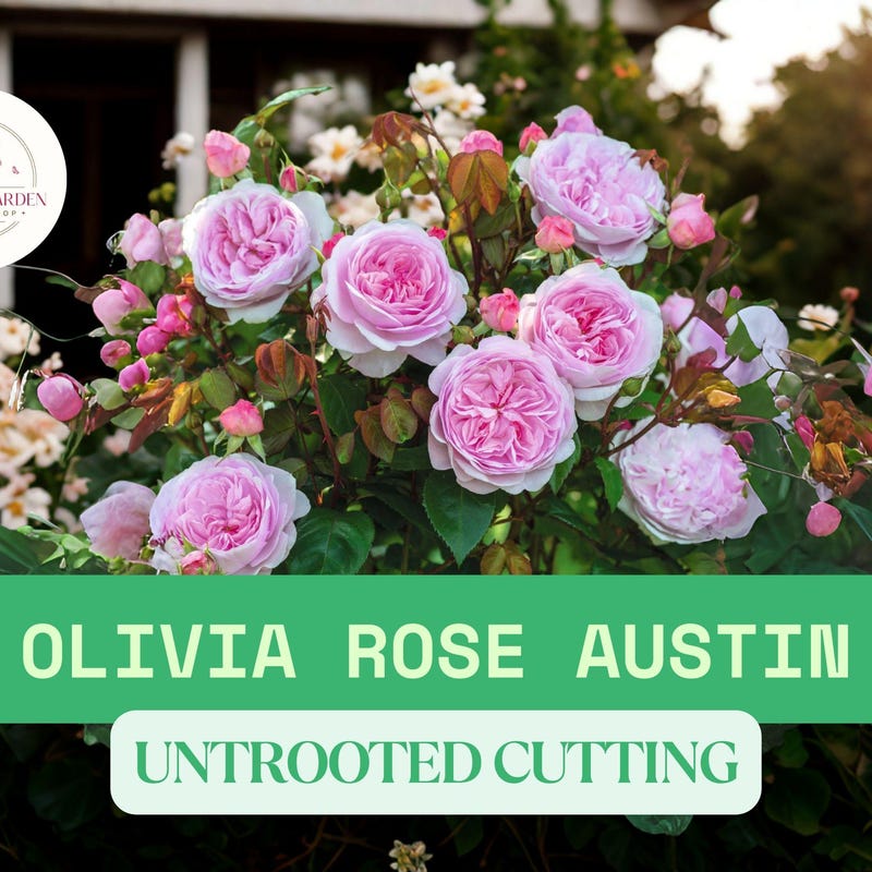 Rose Cutting Austin - Etsy