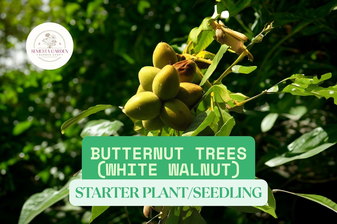 Butternut Tree Seedlings | White Walnut Trees for Planting | 2 Live ...