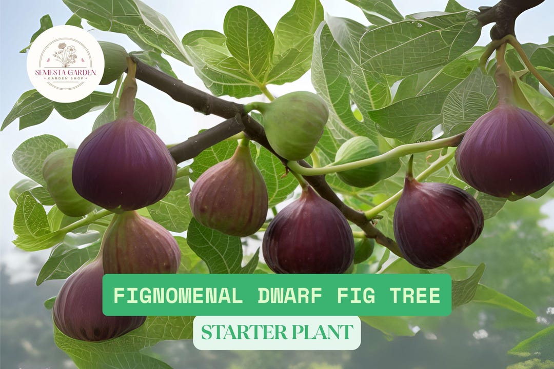 1 Fignomenal Dwarf Fig Starter Plant (ficus Carica) – Self-fertile Fig ...