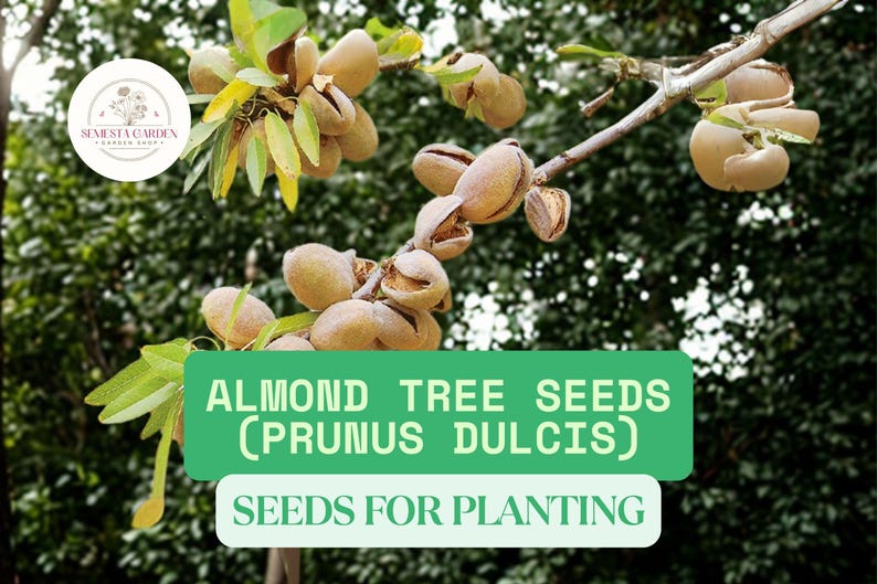Almond Tree Seeds | 20 Seeds for Planting | Grow Almond Trees | Prunus ...