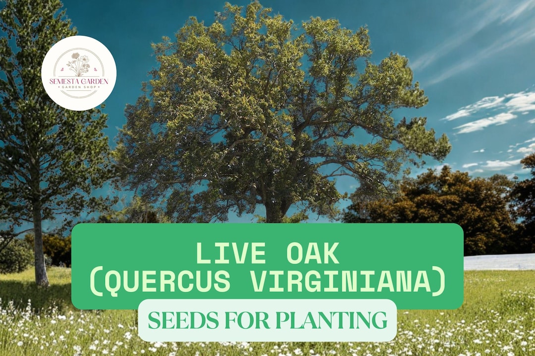 Live Oak Seeds for Planting – Quercus Virginiana (5 Large Fresh Seeds ...