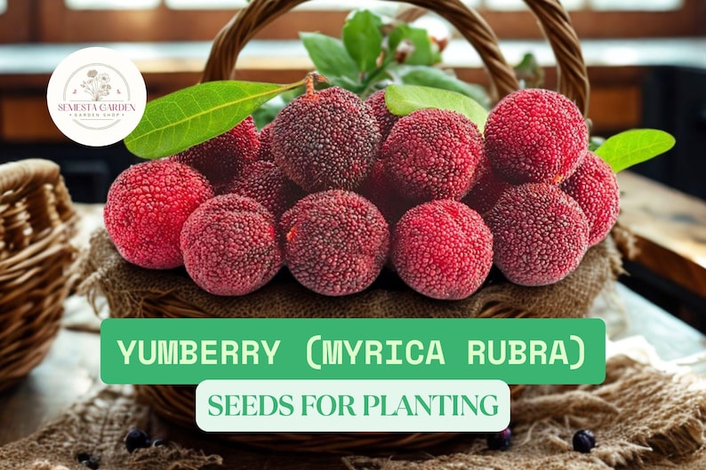 10 Yumberry Tree Seeds for Planting – Myrica Rubra Yangmei – Exotic ...