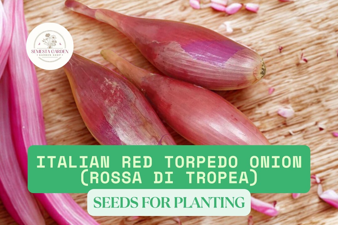 500mg Italian Red Torpedo Onion Seeds for Planting – NON-GMO Rossa Di ...
