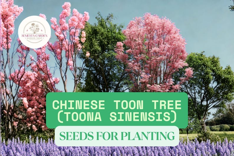 30 Chinese Toon Tree Seeds for Planting | Toona Sinensis | Rare ...