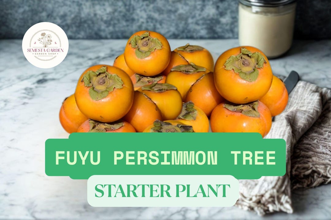 Live Fuyu Persimmon Tree | 1–2 Ft Sapling Seedling | Diospyros Kaki ...