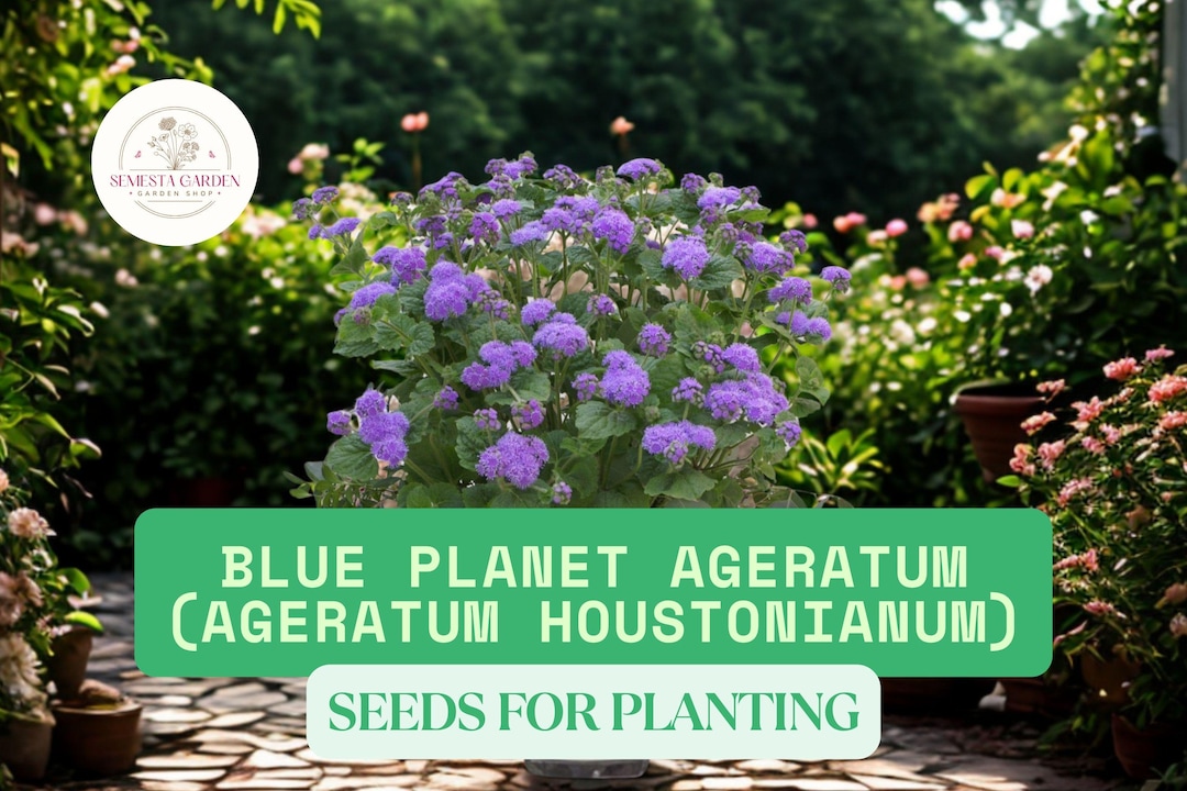1000 Blue Planet Ageratum Seeds – Ageratum Houstonianum – Fluffy Blue ...