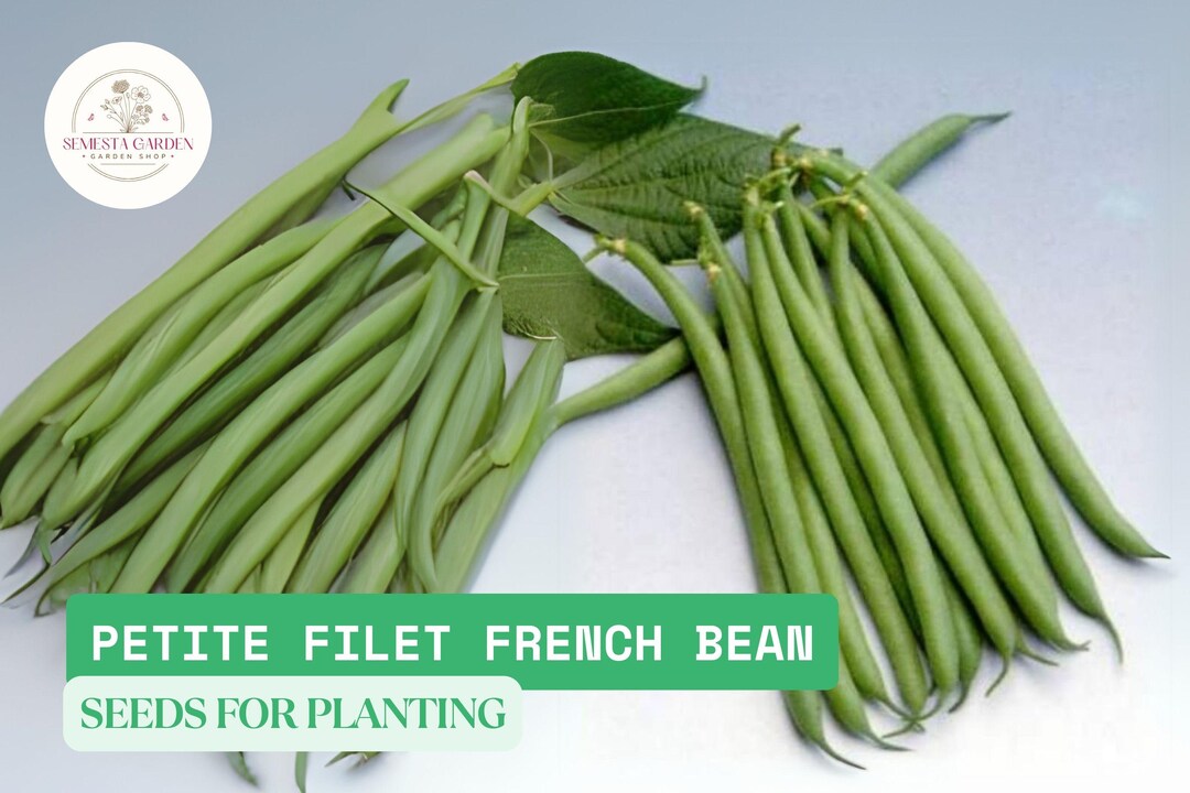 Petite Filet French Bean Seeds for Planting – 10 Dwarf Bush Beans, 5g ...