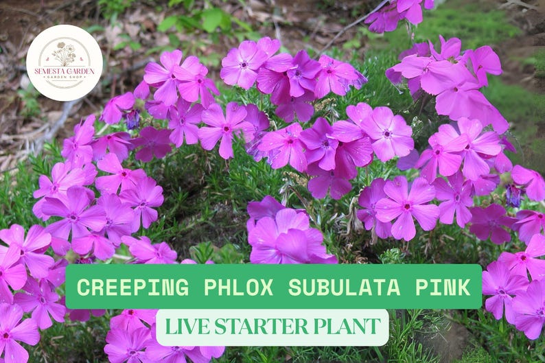 Creeping Phlox Subulata Pink Live Starter Plant | 4" Tall Spring ...