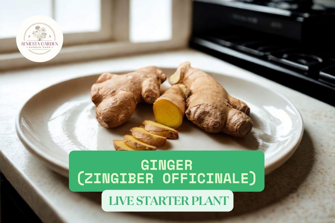 Ginger Plant Live Starter Plant | Zingiber Officinale 3-8" Tall Plant ...