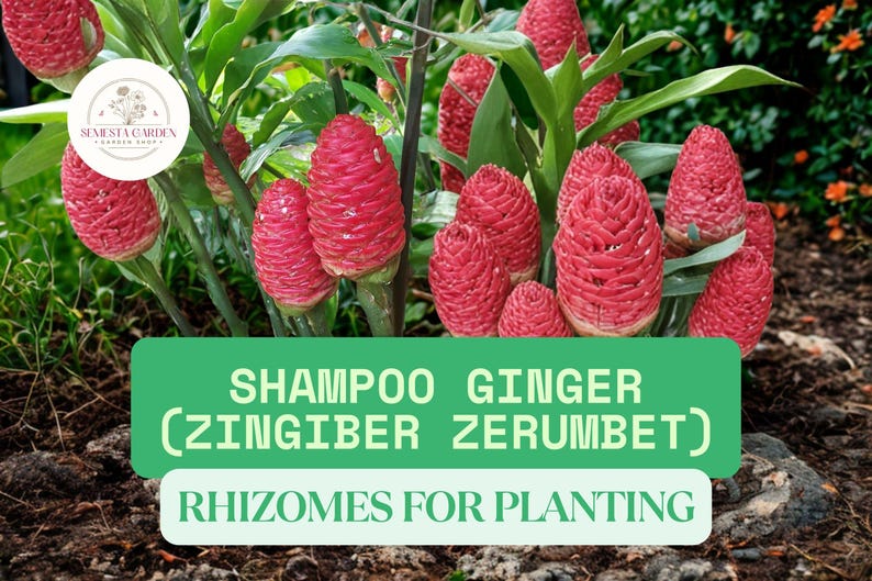 2 Shampoo Ginger Rhizomes – Zingiber Zerumbet – Pine Cone Ginger – Ginger Lily, Tropical ...