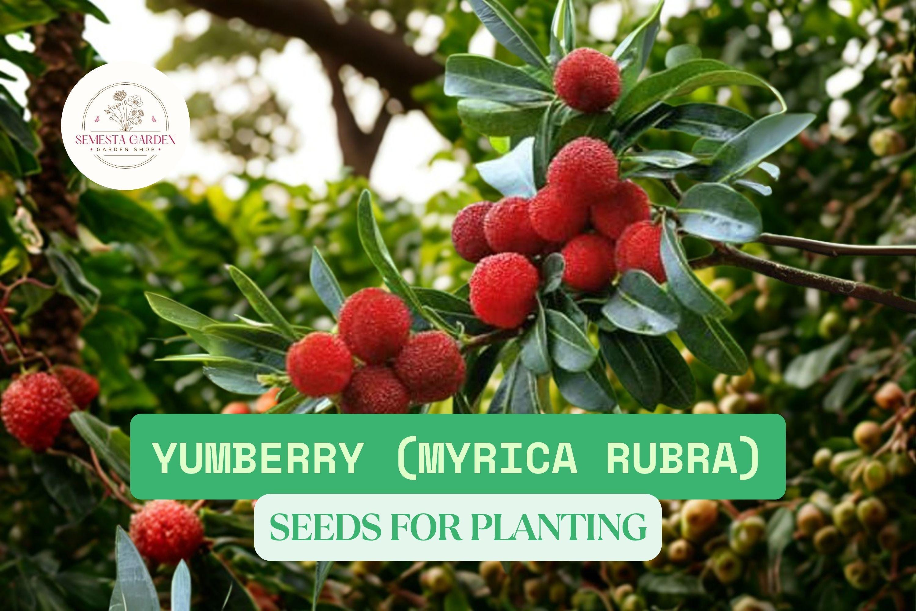 10 Yumberry Tree Seeds for Planting – Myrica Rubra Yangmei – Exotic ...
