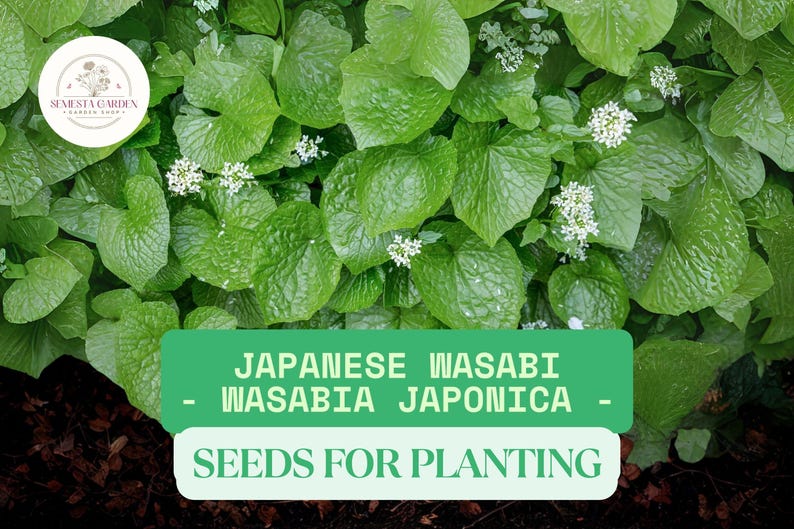 5 Japanese Wasabi Seeds – Wasabia Japonica – Rare Seeds for Planting ...