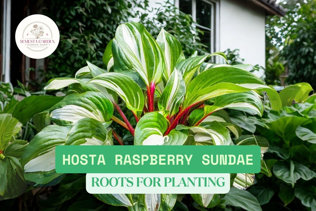 Hosta Raspberry Sundae Roots for Planting – 3 Bare Roots Ready to Plant ...