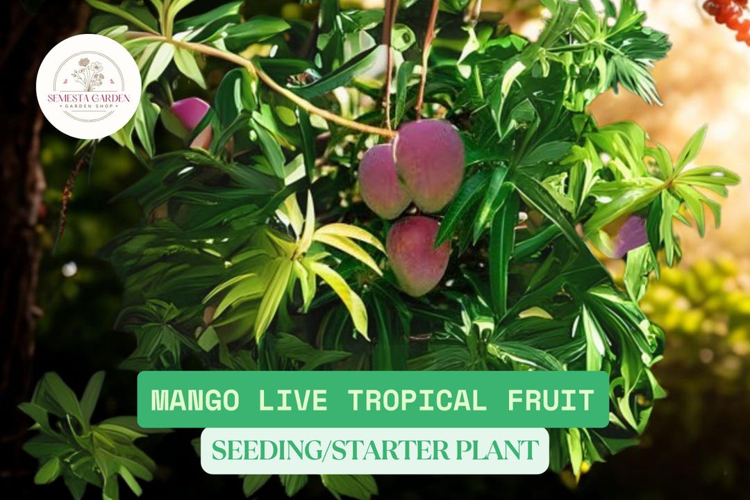 1 Mango Live Tropical Fruit Tree in a Cup | 6”-9” Seedling Mango Plant ...