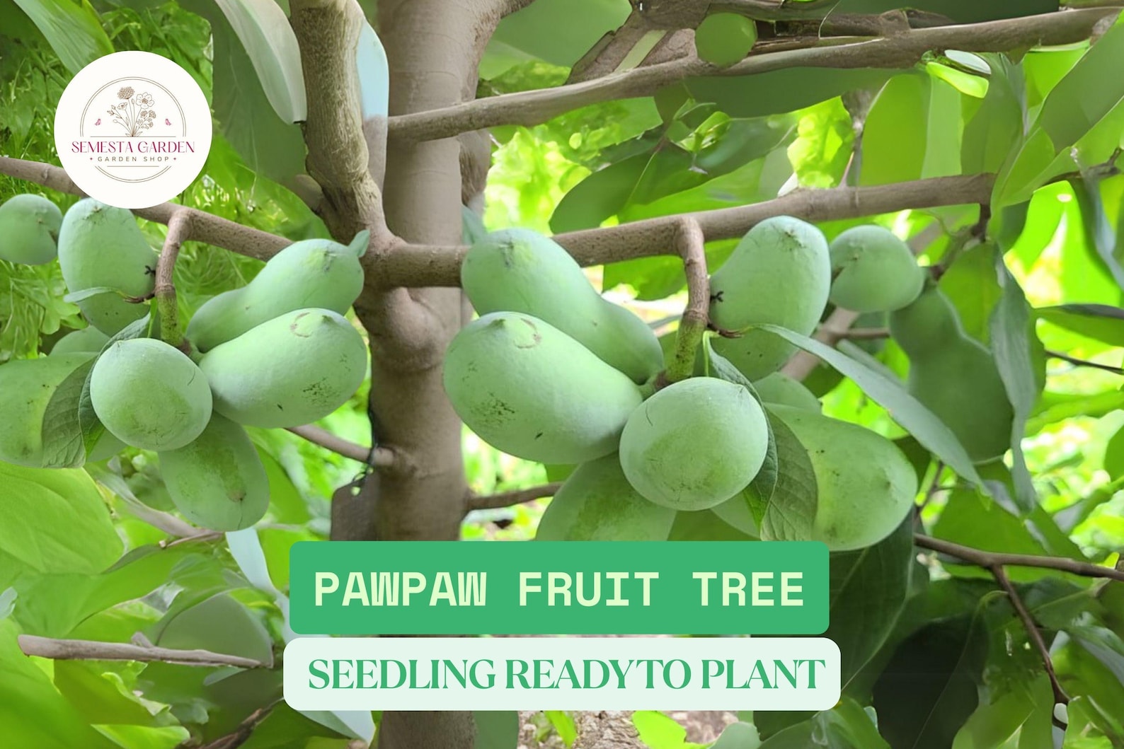 Paw Paw Tree Live Starter Plant | Indian Banana Quart Pot | 6–12" Tall Seedling | Edible Fruit ...