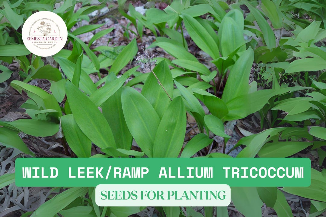 20 Wild Leek Ramp Seeds for Planting (allium Tricoccum) | Native ...