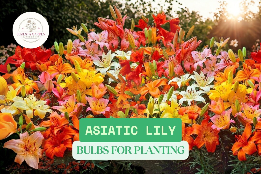 10 Asiatic Lily Bulbs for Planting – Colorful Border Lilies – Easy-to ...