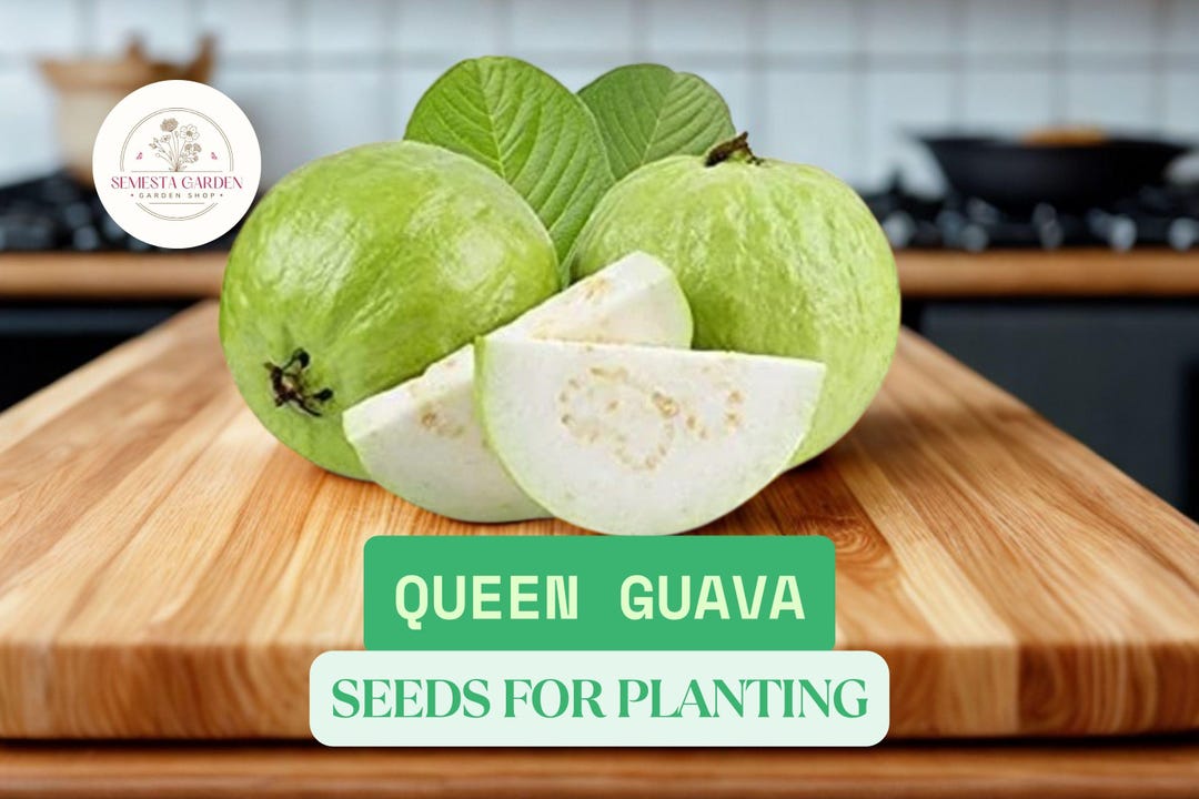 Queen Guava Seeds – Large White Seedless Guava (psidium Guajava) – 10 ...
