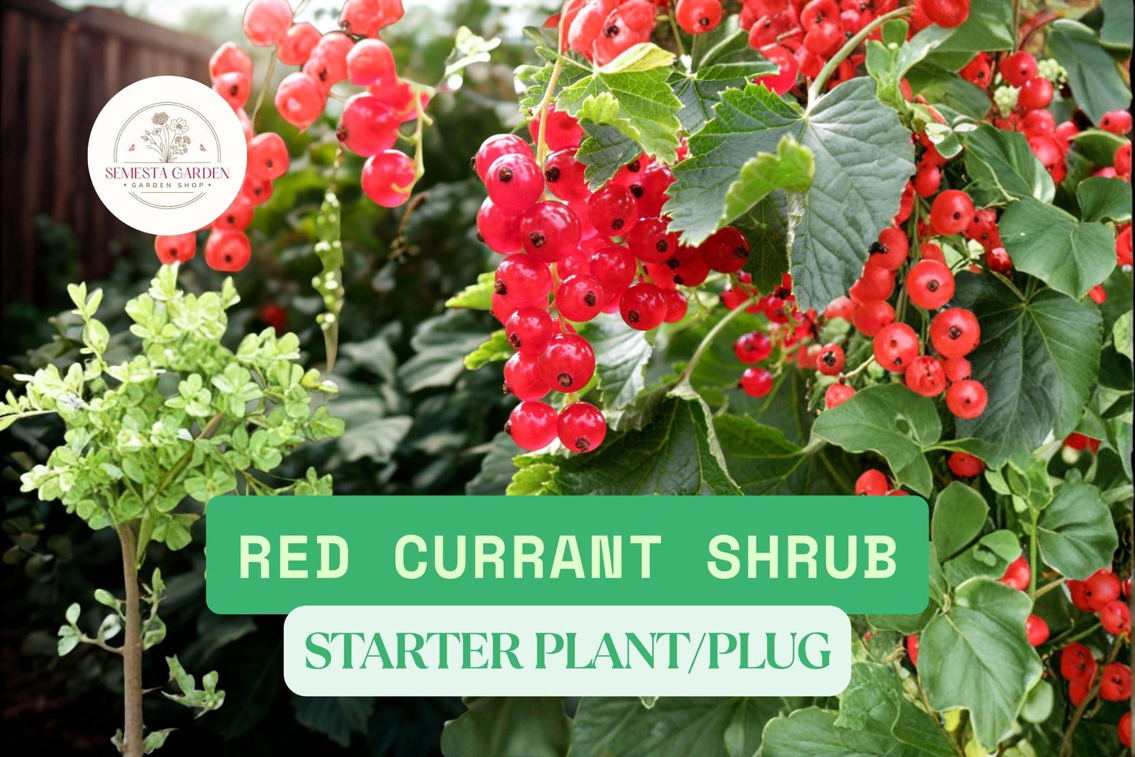 Red Currant Bare Root Plants – 3 Ribes Rubrum Shrub Starters 6–12" Tall ...