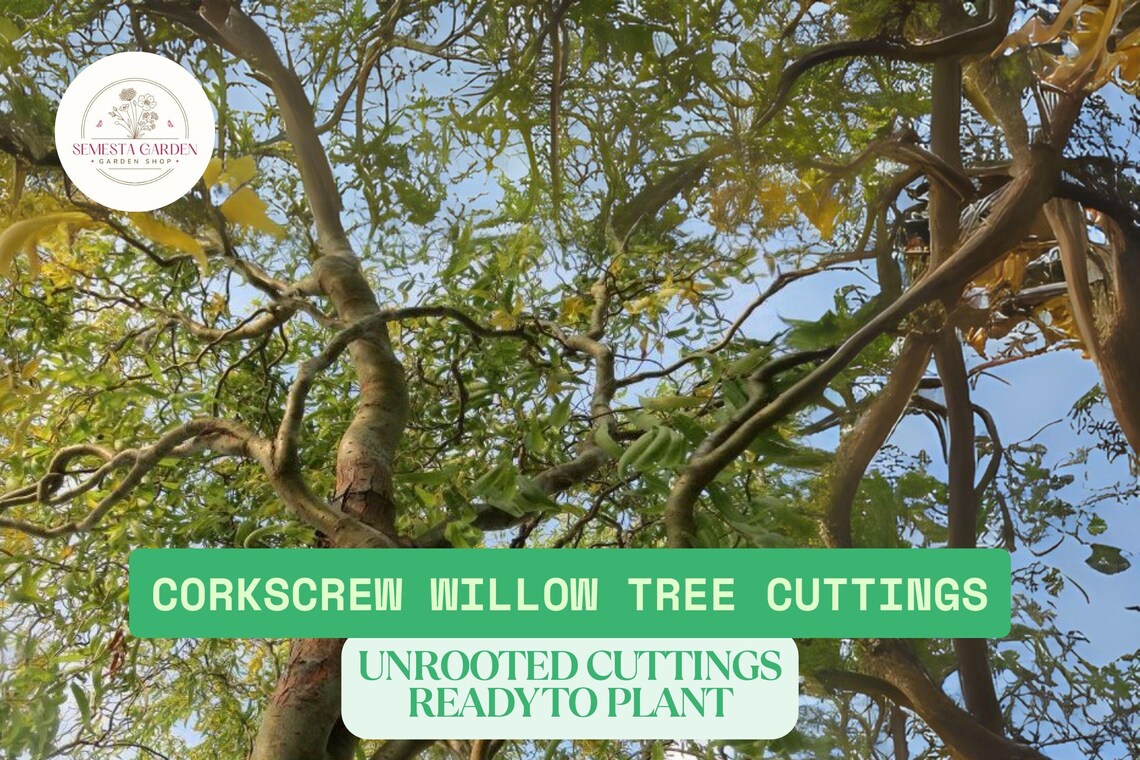 10 Corkscrew Willow Tree Cuttings, Unrooted Cuttings Ready to Plant ...