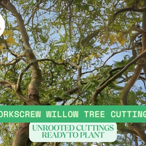 10 Corkscrew Willow Tree Cuttings, Unrooted Cuttings Ready to Plant ...