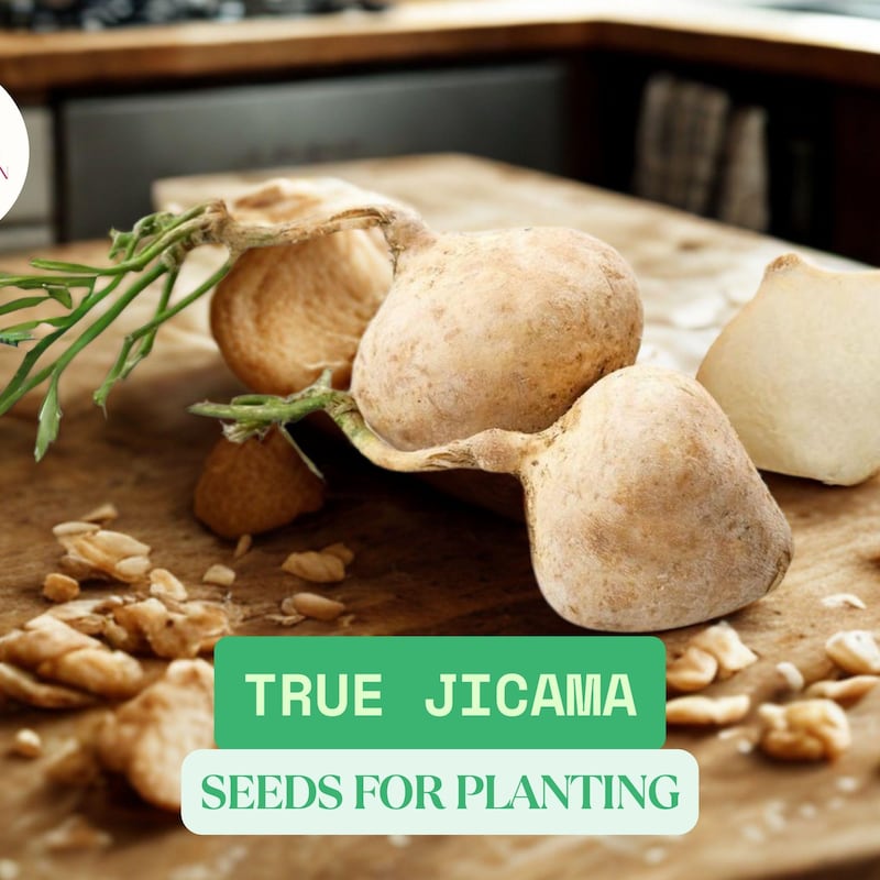 Jicama Seeds - Etsy