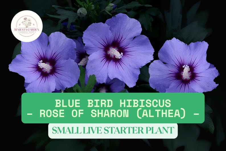 1 Blue Bird Hibiscus Bare Root Live Plant – Blue Flower With Red Center ...