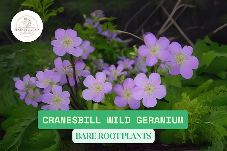 Cranesbill Wild Geranium Bare Roots | Organic Maculatum Bulbs Root ...