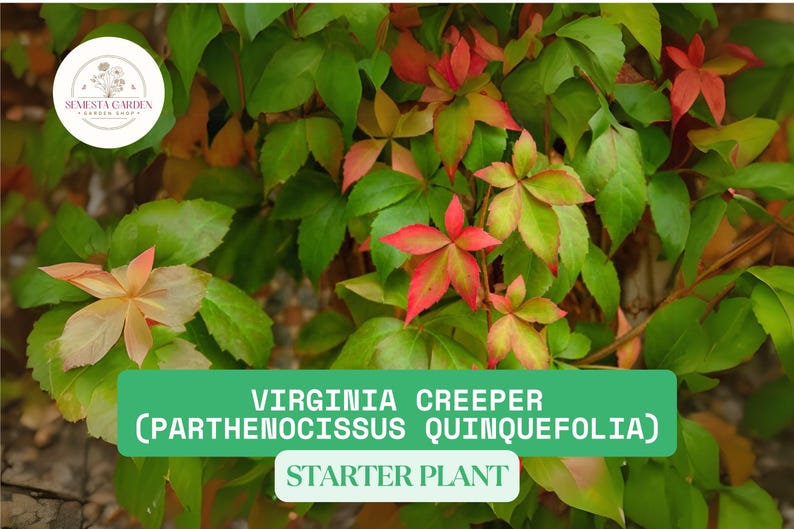 Virginia Creeper Live Vine Plant – 1 Seedling for Planting – Fast ...
