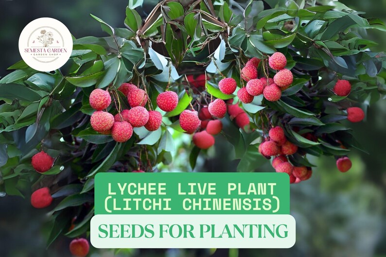 10 Lychee Seeds | Tropical Fruit Tree | Heirloom Non-gmo Litchi Seeds ...