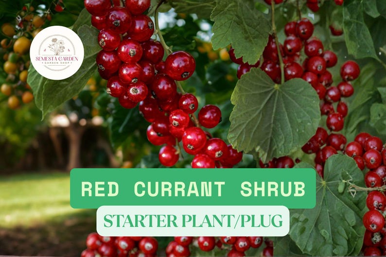 Red Currant Bare Root Plants – 3 Ribes Rubrum Shrub Starters 6–12" Tall ...