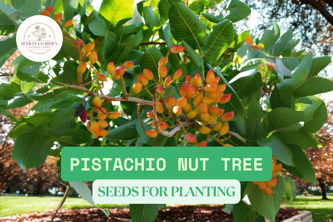 5 Pistachio Tree Seeds – Pistacia Vera – Grow Nut Trees at Home – Fresh ...