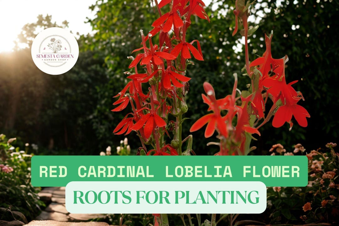 Red Cardinal Flower Roots – 5 Lobelia Cardinalis Bare Roots for ...