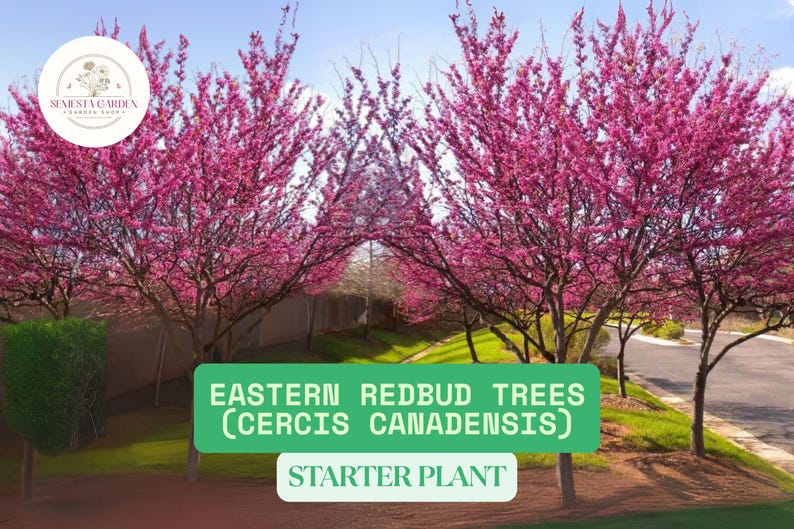 Eastern Redbud Starter Plant Approx. 10–15in – Live Bare Root Cercis ...