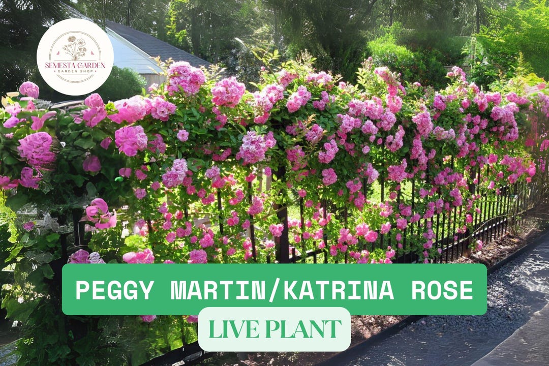 Peggy Martin Katrina Rose Live Rooted Plant 14–20” | Thornless Pink ...