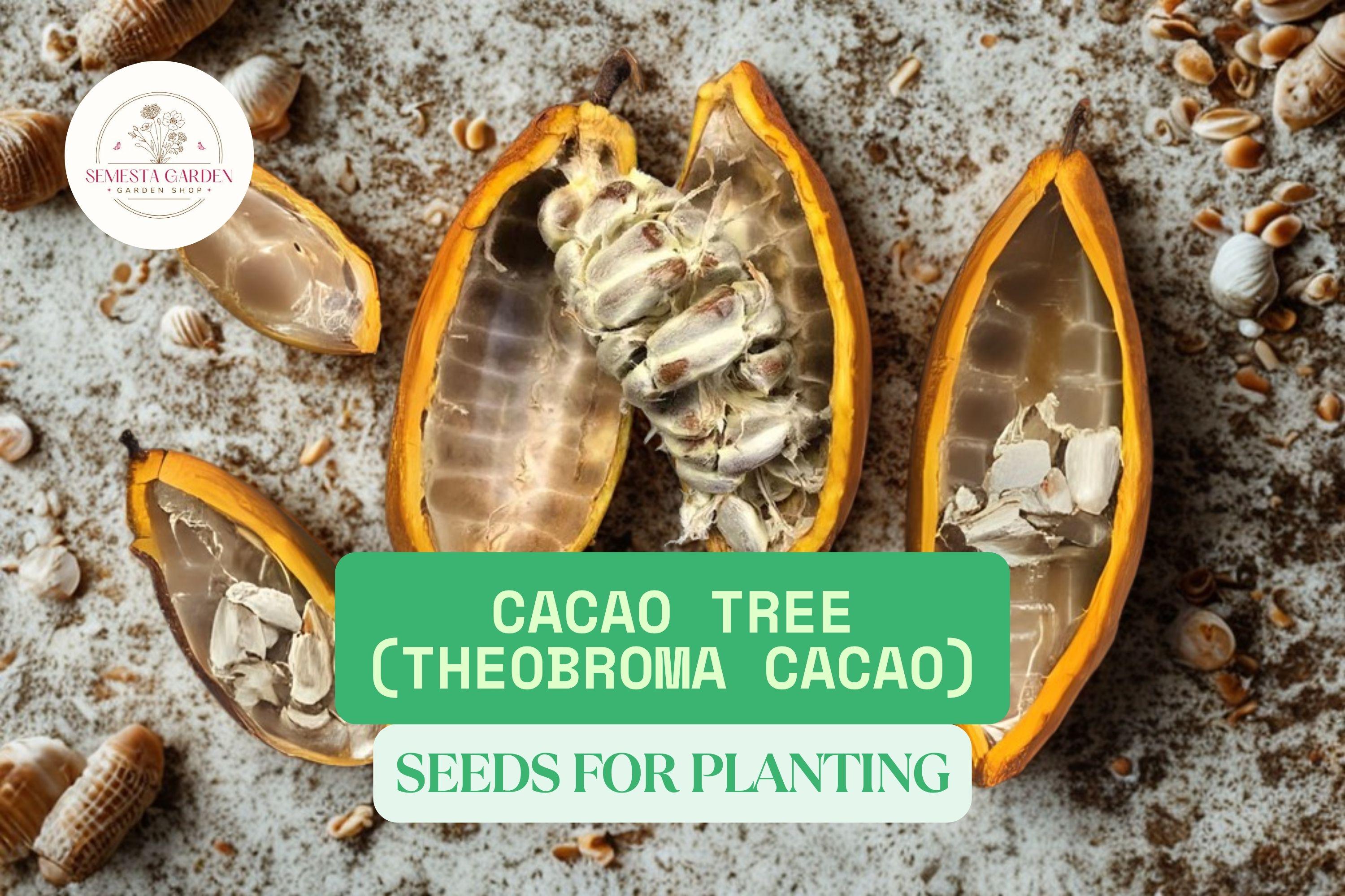 4 Cacao Tree Seeds – Theobroma Cacao – Wet Cocoa Seeds for Planting ...