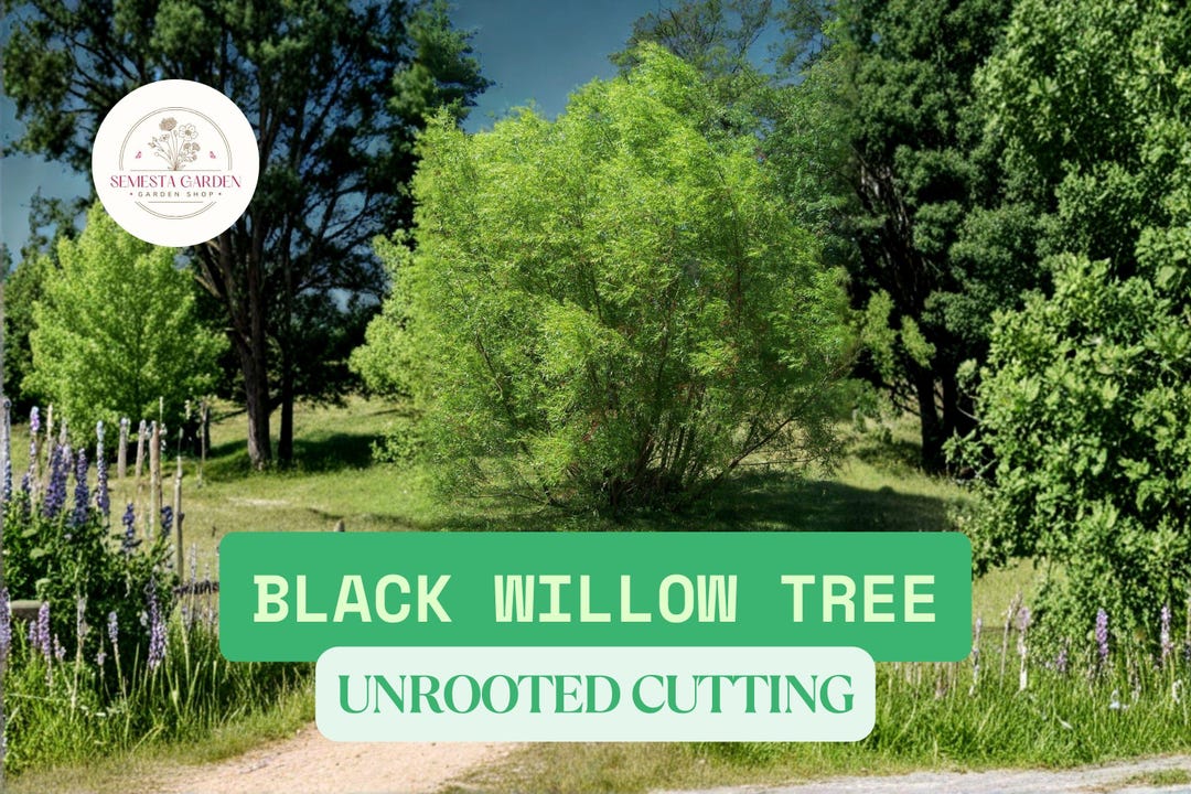 6 Black Willow Tree Cuttings – Salix Nigra – Fast Growing Shade Tree ...
