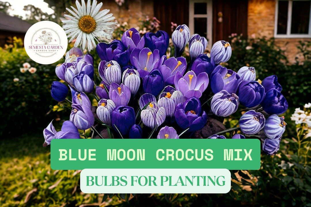 Blue Moon Crocus Mix Bulbs – 10 Large Bulbs for Planting, Vibrant ...