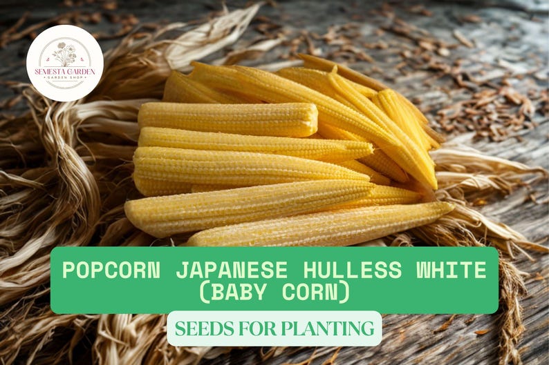 5g Japanese Hulless Popcorn Seeds for Planting | White Baby Corn ...
