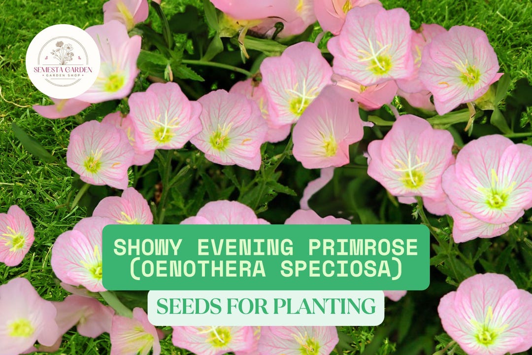 200 Showy Evening Primrose Seeds for Planting – Oenothera Speciosa ...