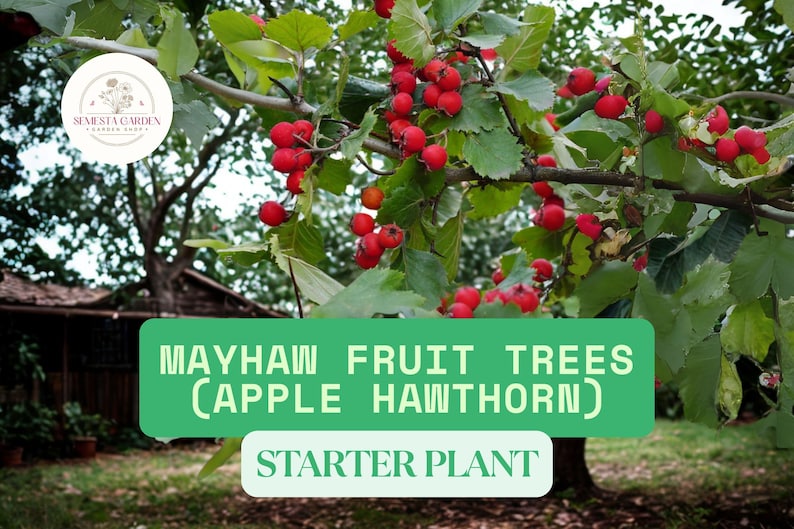 2 Live Mayhaw Fruit Tree Starter Plants | Heirloom Apple Hawthorn Red ...