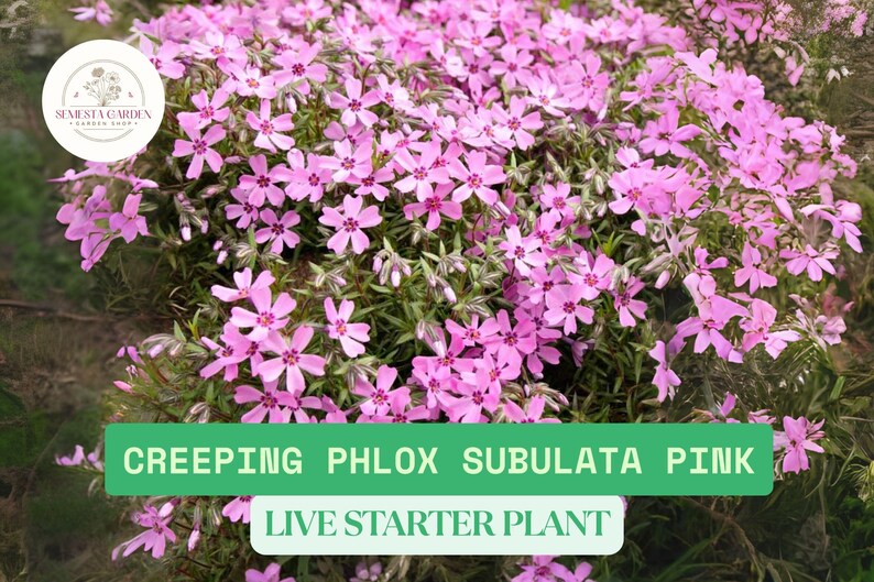 Creeping Phlox Subulata Pink Live Starter Plant | 4" Tall Spring ...