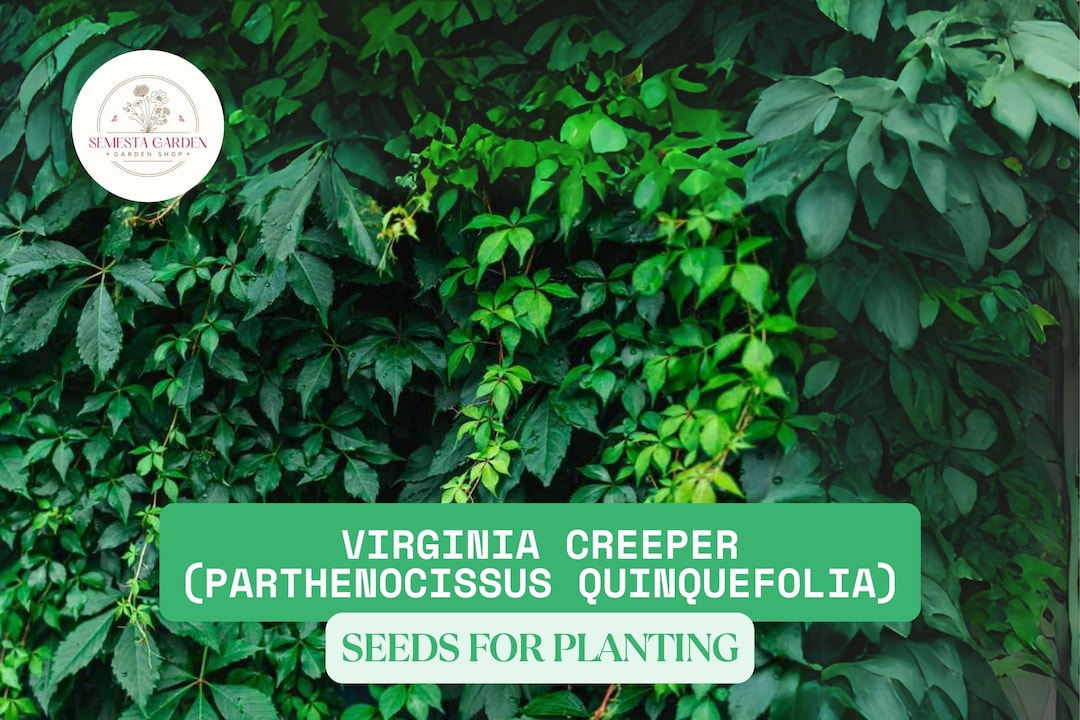 20 Virginia Creeper Seeds | Parthenocissus Quinquefolia | Fast-growing ...