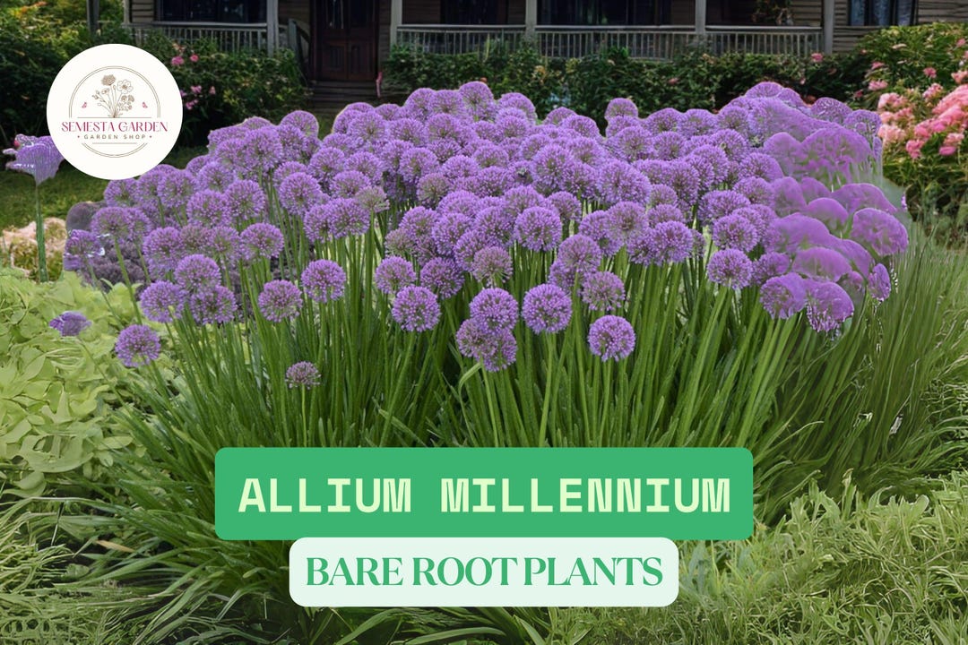 Allium Millenium Starter Plant – Ornamental Onion Live Plant, Purple ...
