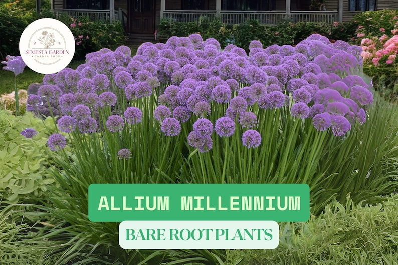 Allium Millenium Starter Plant – Ornamental Onion Live Plant, Purple ...
