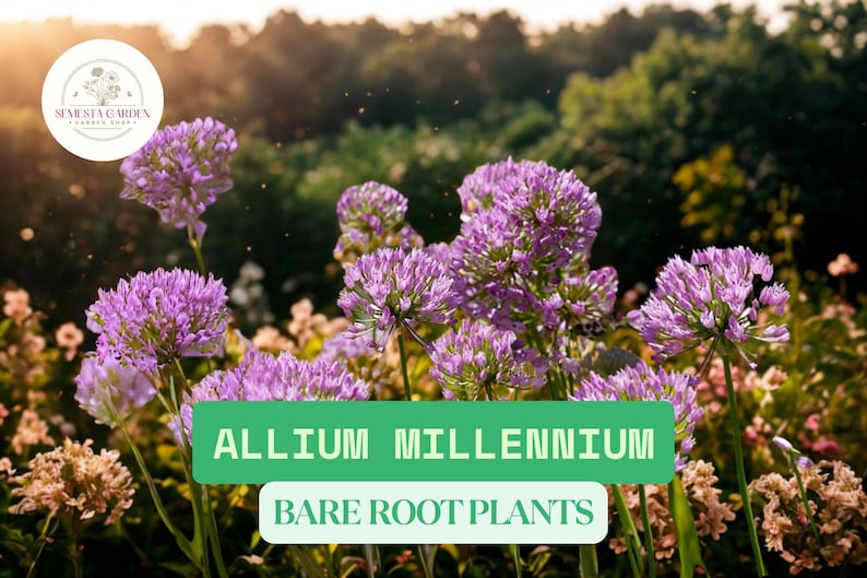 Allium Millenium Starter Plant – Ornamental Onion Live Plant, Purple ...