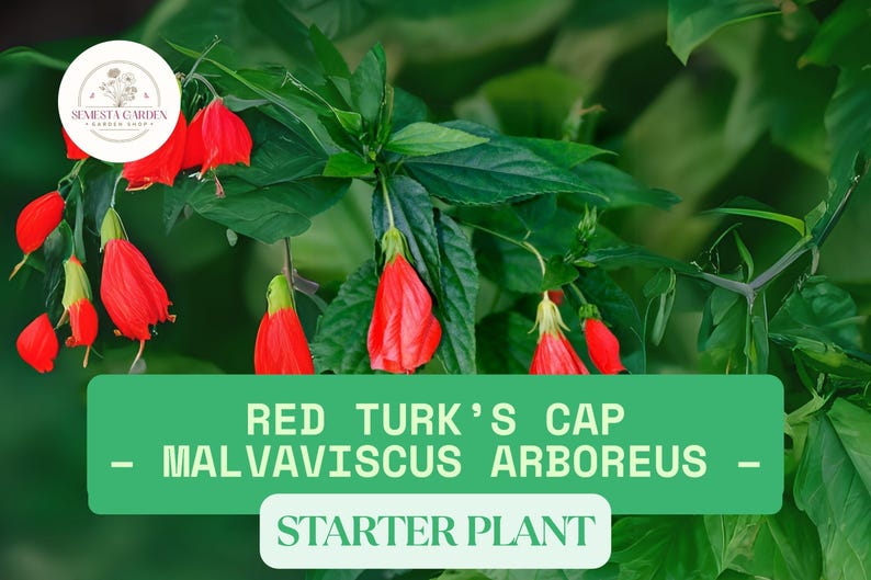 2 Turk’s Cap Small Rooted Starter Plants, Approx. 6" Tall – Malvaviscus ...